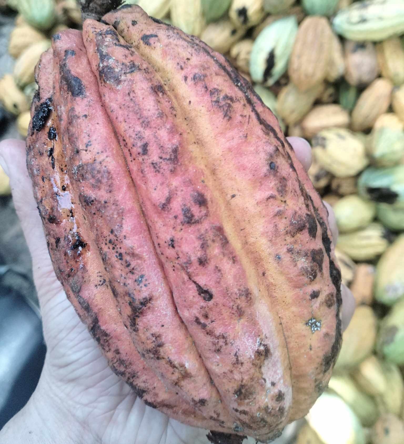 Red Cacao’s Sustainability – Red Cacao