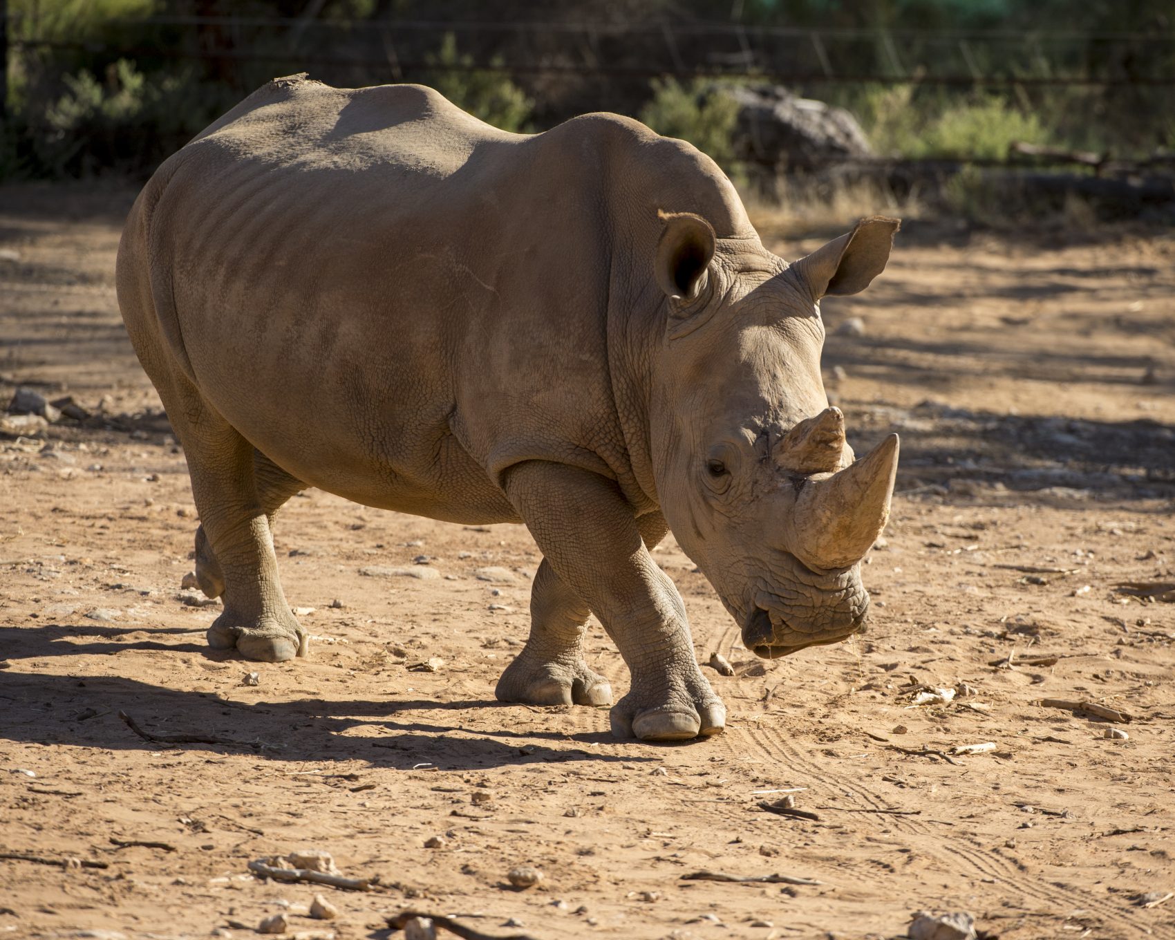 ‘Umqali’ Block: Dark Chocolate, Plum, Apple & Monarto Mint - Red Cacao