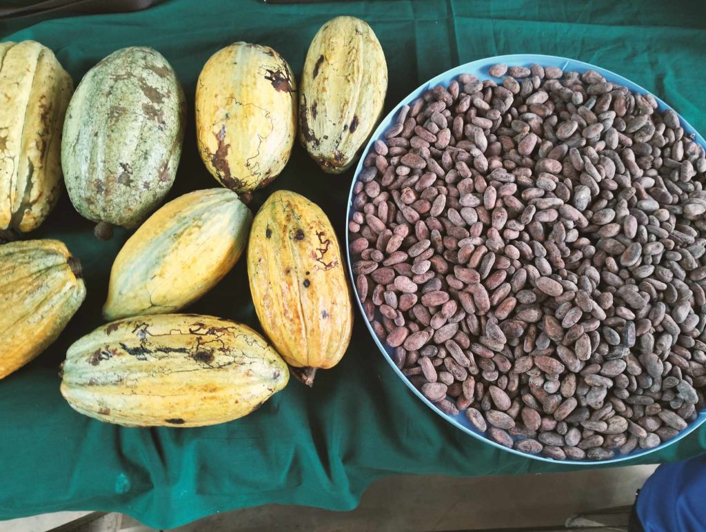 Co-Founder Yvi, Cacao Tracing in Côte d’Ivoire – Red Cacao
